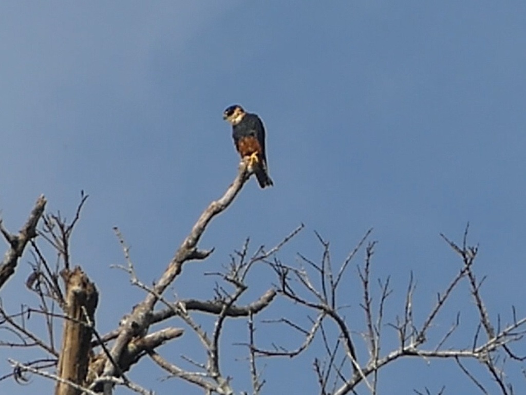 Bat Falcon from Aripuanã River, Brazil on October 17, 2019 at 12:16 PM ...