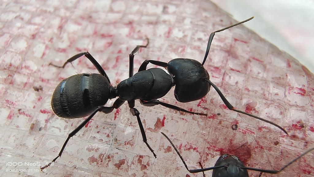 Japanese Carpenter Ant from 中国河南省信阳市商城县 on June 21, 2022 at 06:08 PM by ...