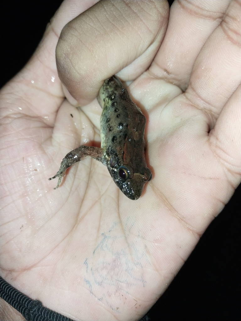 Smooth-skinned Ditch Frog from Tobago, Trinidad and Tobago on August 29 ...