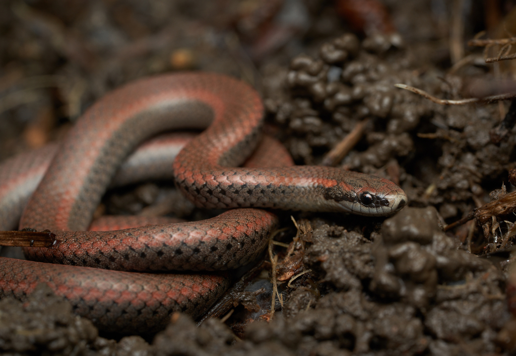 Sharp-tailed Snake (Contia tenuis) - Snakes and Lizards