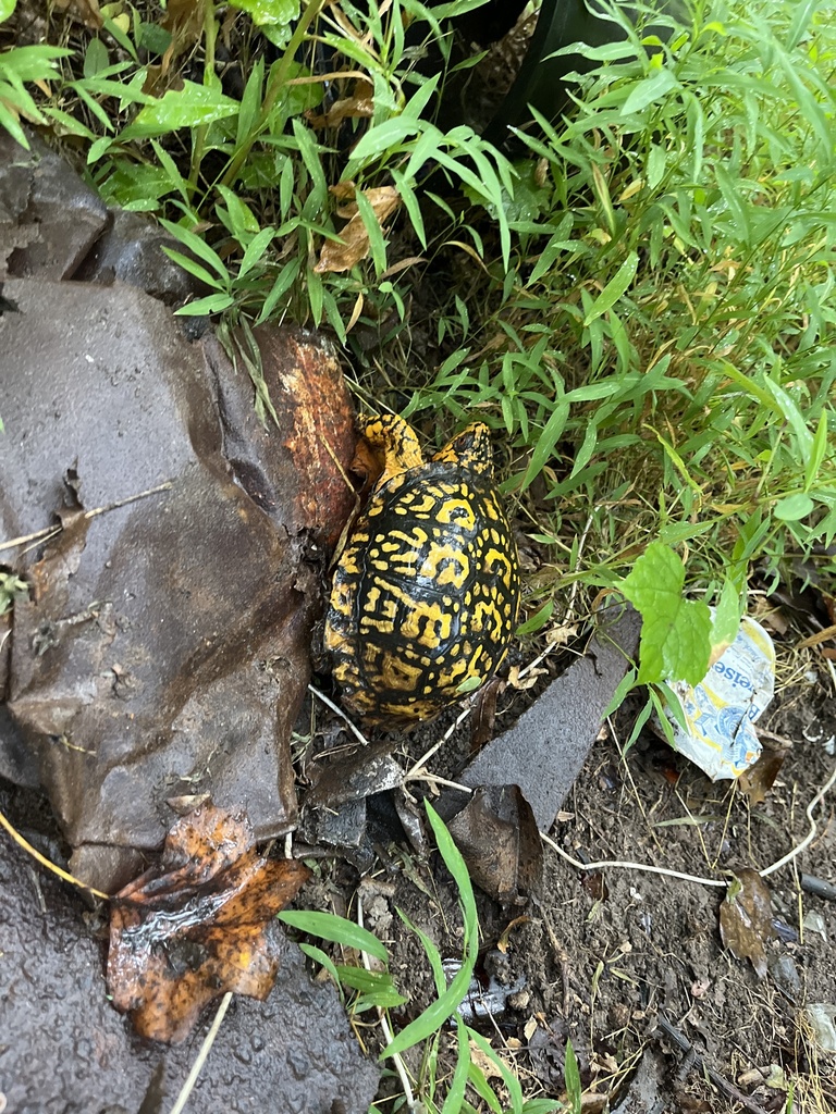 Eastern Box Turtle in August 2023 by Matt Jeffery · iNaturalist