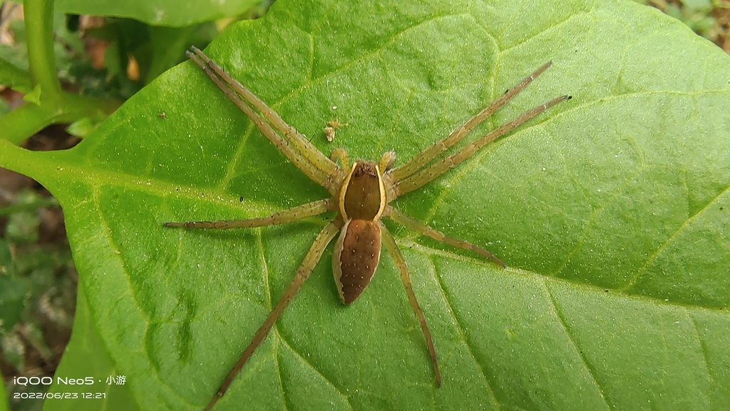 Dolomedes saganus from 中国河南省信阳市商城县 on June 23, 2022 at 12:21 PM by 游 ...