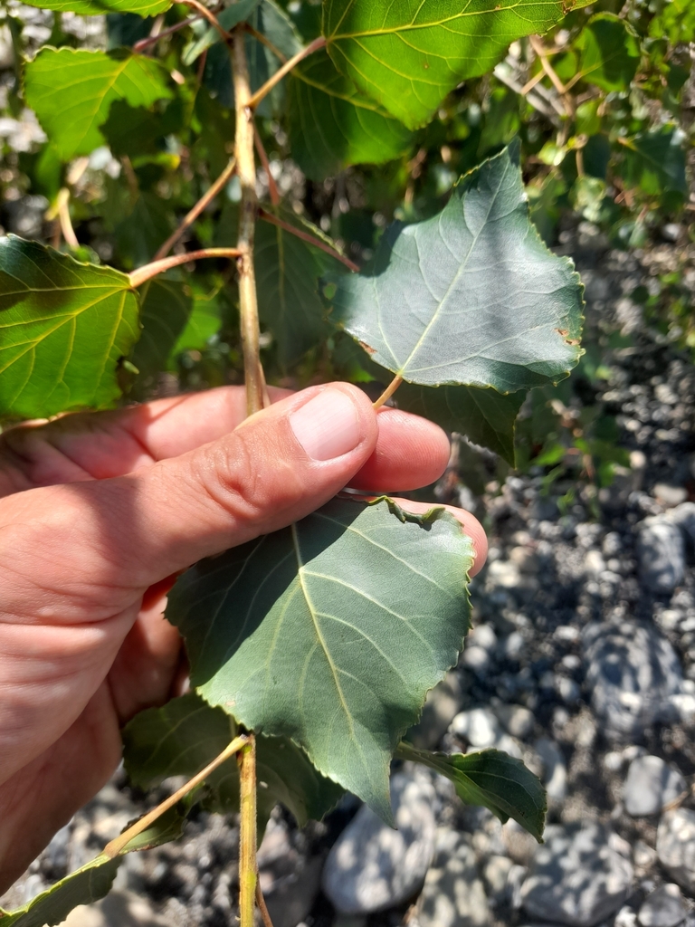 Black Poplar from 58054 Scansano GR, Italia on 30 August, 2023 at 11:31 ...