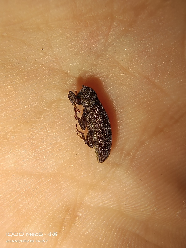 Stenochinus from 中国河南省信阳市商城县 on June 19, 2022 at 02:37 PM by 游 ...