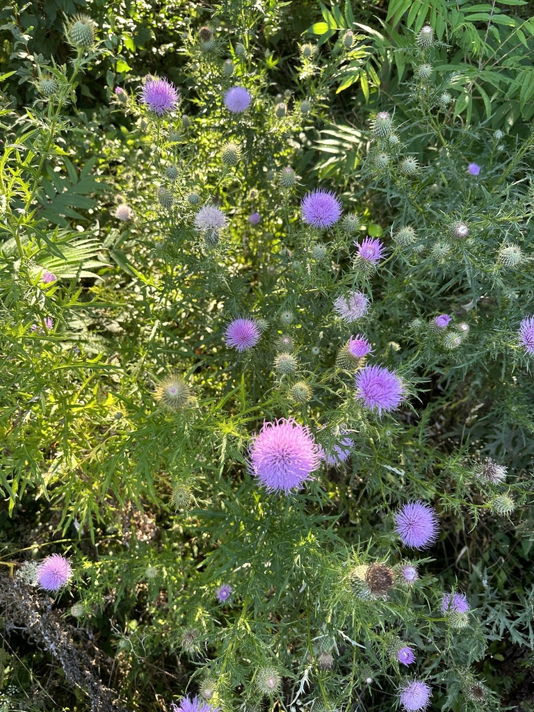 field thistle from Potato Creek State Park, North Liberty, IN, US on ...