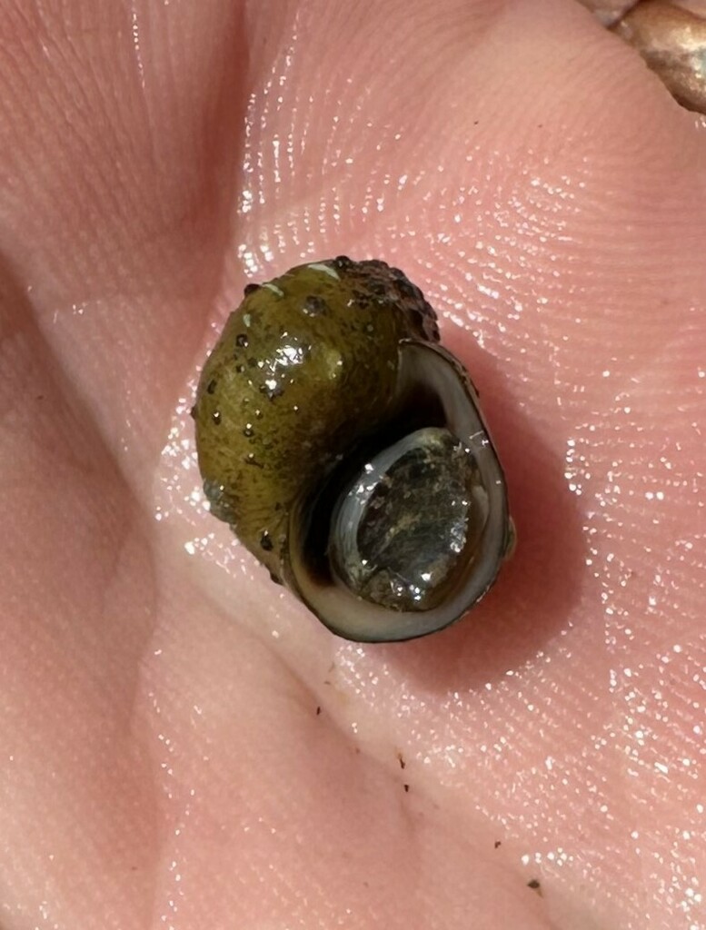 Round Rocksnail in June 2023 by Jeff Garner · iNaturalist