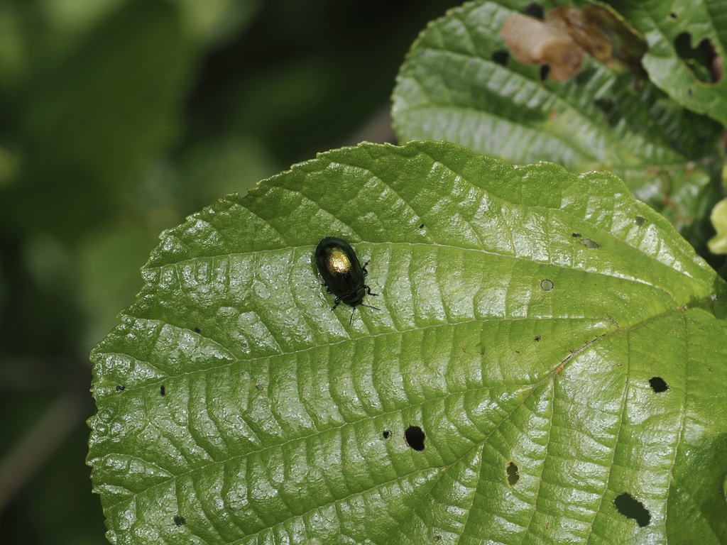 Plagiosterna aenea from 林道, 南砺市, 富山県, JP on May 27, 2023 at 09:54 AM by ...