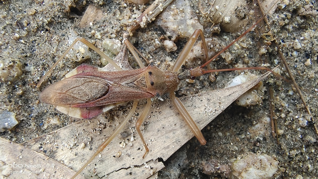 Epidaus tuberosus from 中国河南省信阳市商城县 on June 24, 2022 at 05:14 PM by 游 ...