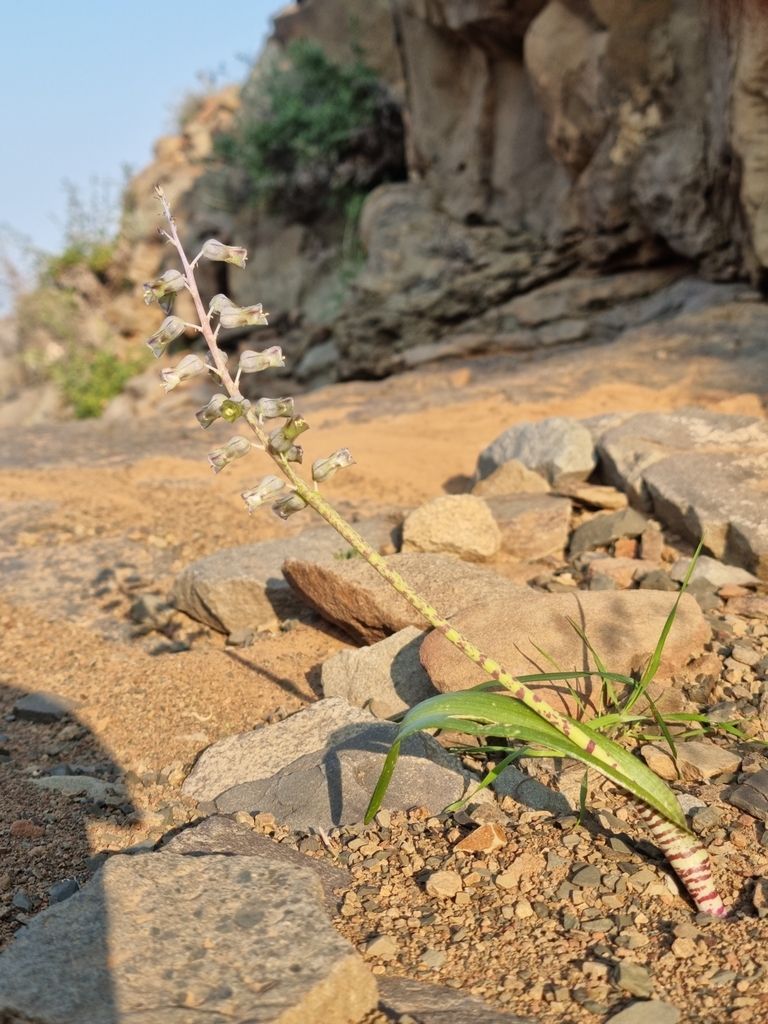 Drought Viooltjie in August 2023 by Frank Gaude · iNaturalist