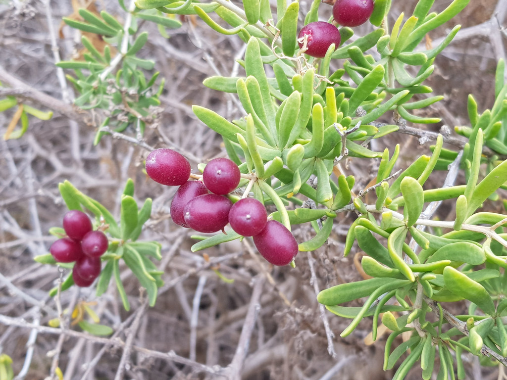nitre bush from Onkaparinga River Recreation Park, SA, Australia on ...