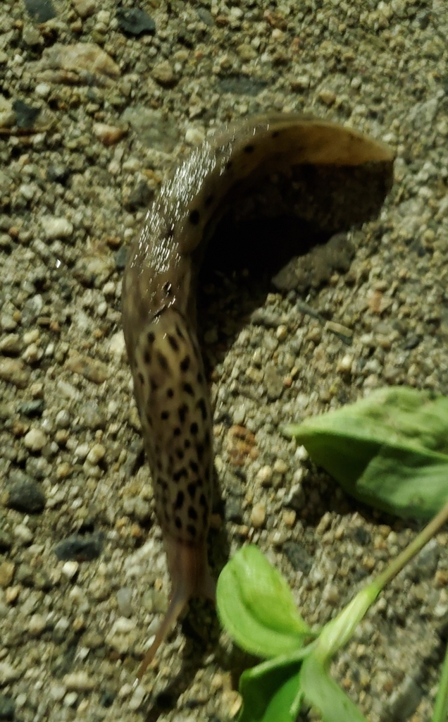 Leopard Slug from Boston, MA 02125, USA on August 29, 2023 at 08:40 PM ...