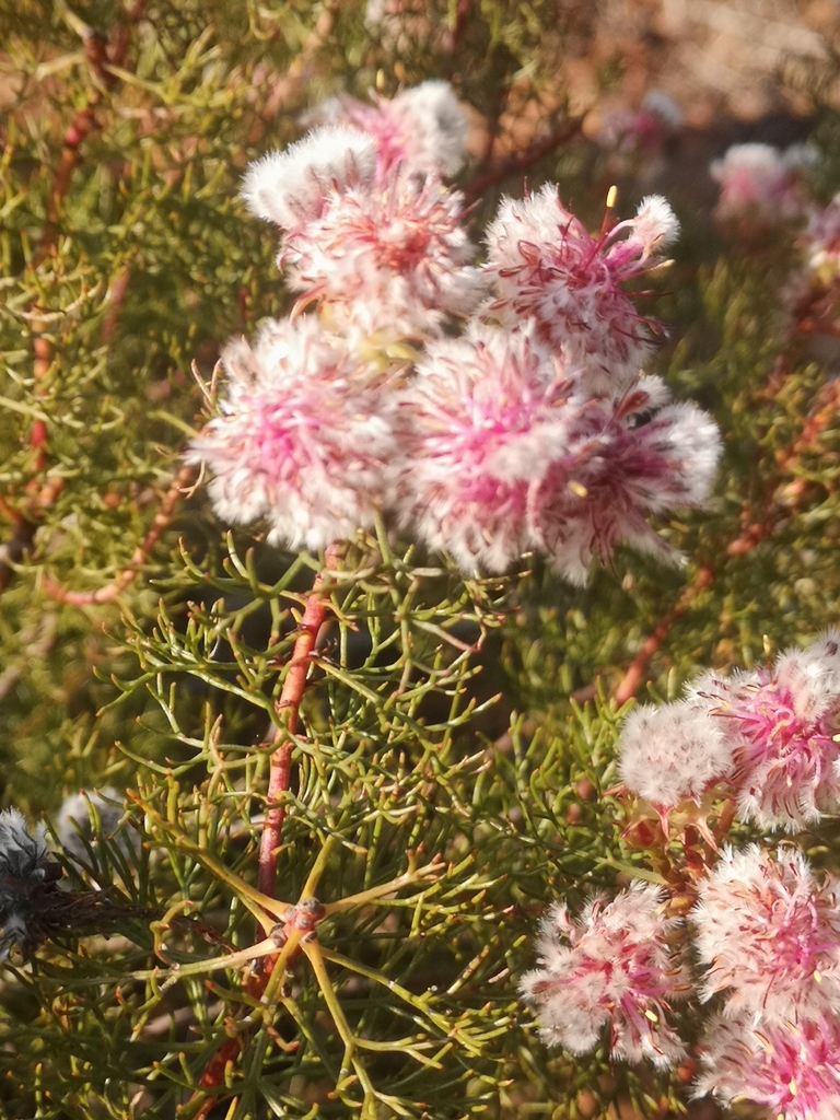 Bearded Spiderhead from Cape Winelands District Municipality, South ...