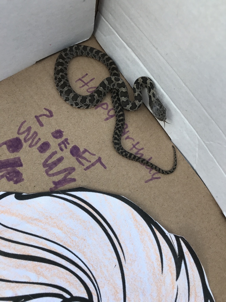 Western Foxsnake from N Center St, Stillwater, MN, US on August 30 ...