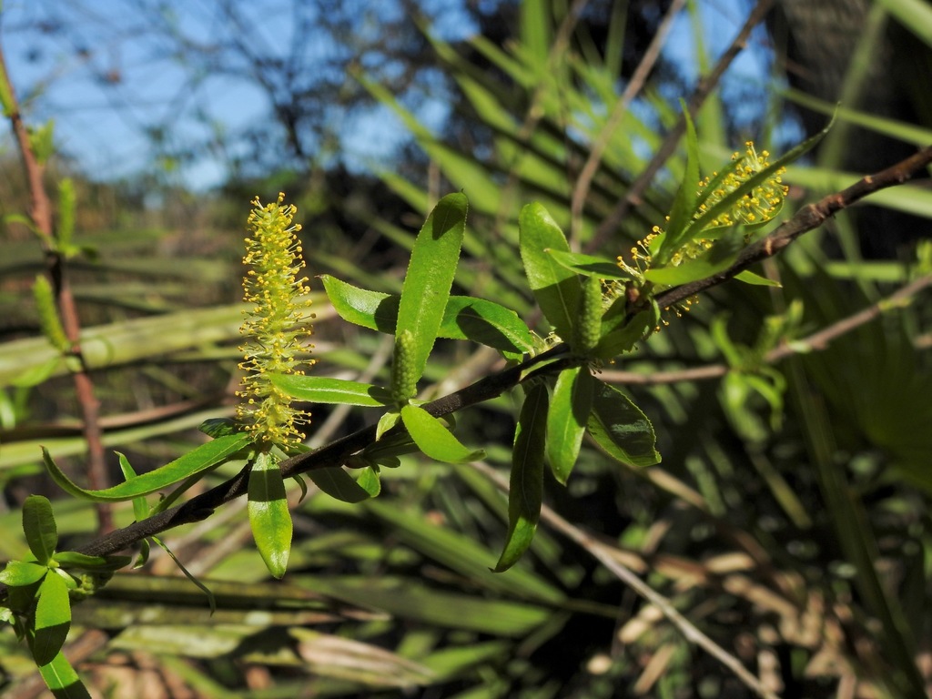 Carolina willow from Brevard County, FL, USA on January 25, 2019 at 01: ...