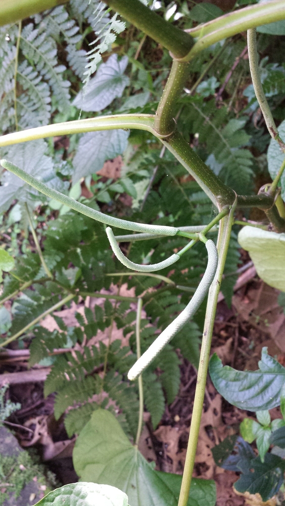pariparoba from Ranomafana, MG-FI-VF, MG-FI, MG on March 14, 2016 at 01 ...