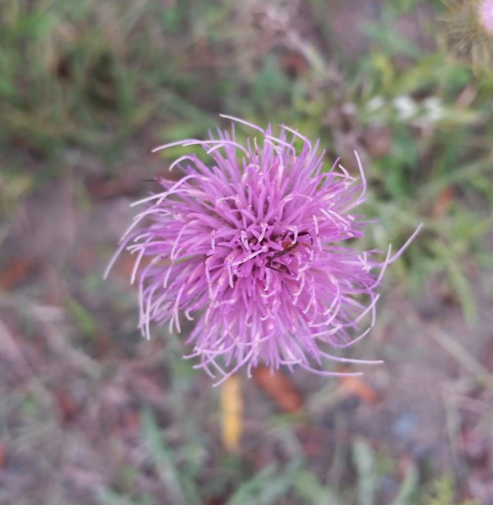 Broad-winged Thistle from Blue Grass, VA 24413, USA on August 29, 2023 ...
