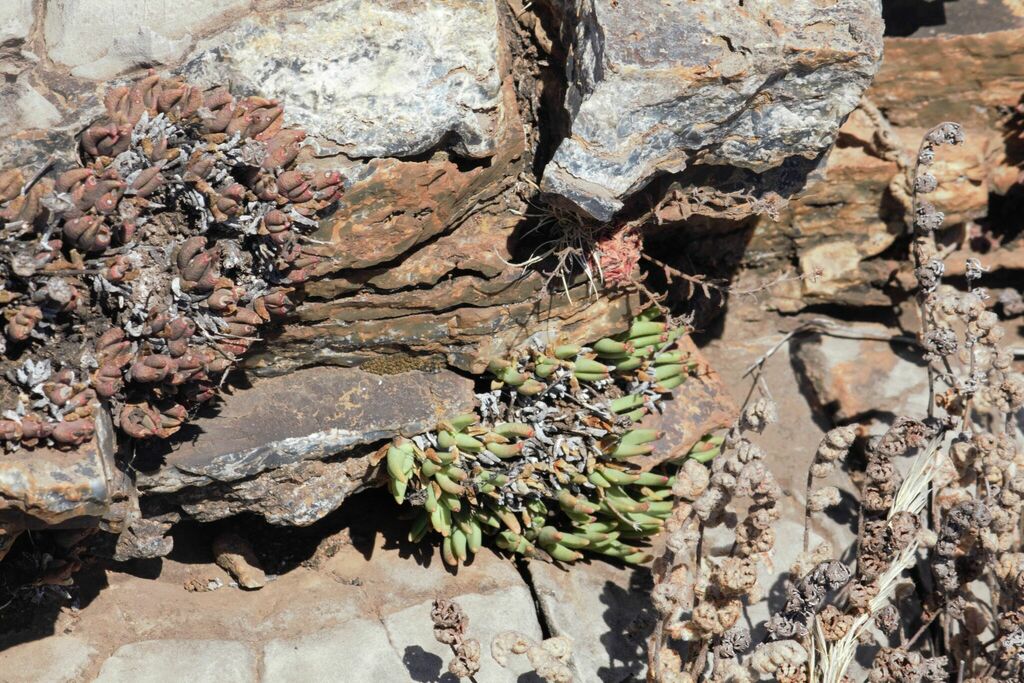 Hereroa glenensis from Carletonville, 2499, South Africa on August 30 ...