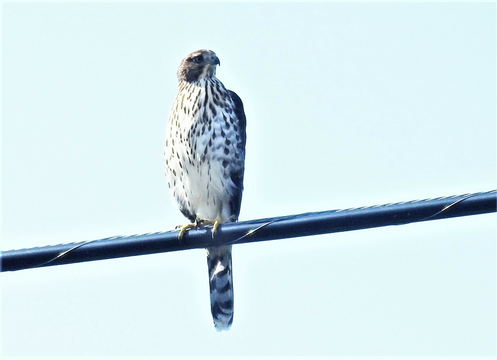 Cooper's Hawk from Carp - Hardwood Plains, Ottawa, ON, Canada on August ...