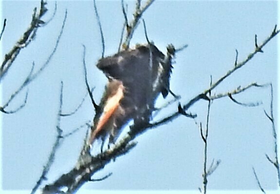 Red-tailed Hawk from Ottawa, ON, Canada on August 29, 2023 at 09:44 AM ...