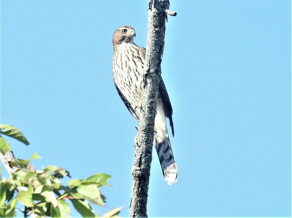 Cooper's Hawk from Carp - Hardwood Plains, Ottawa, ON, Canada on August ...