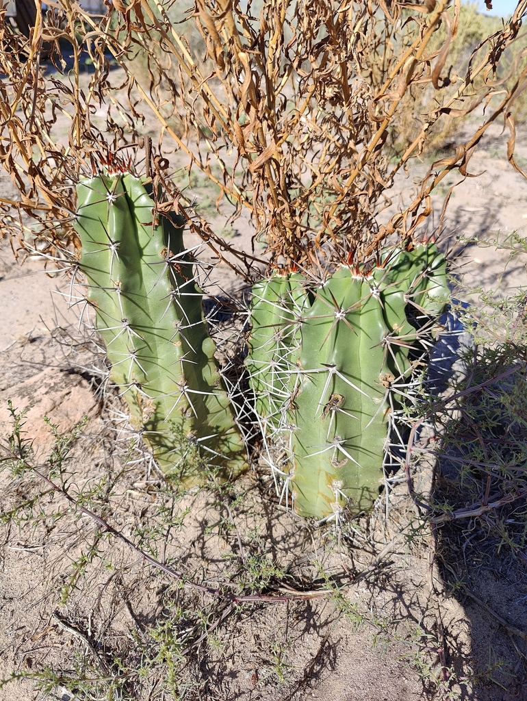 Kingcup Cactus from Bingham, NM 87832, USA on August 29, 2023 at 09:05 ...