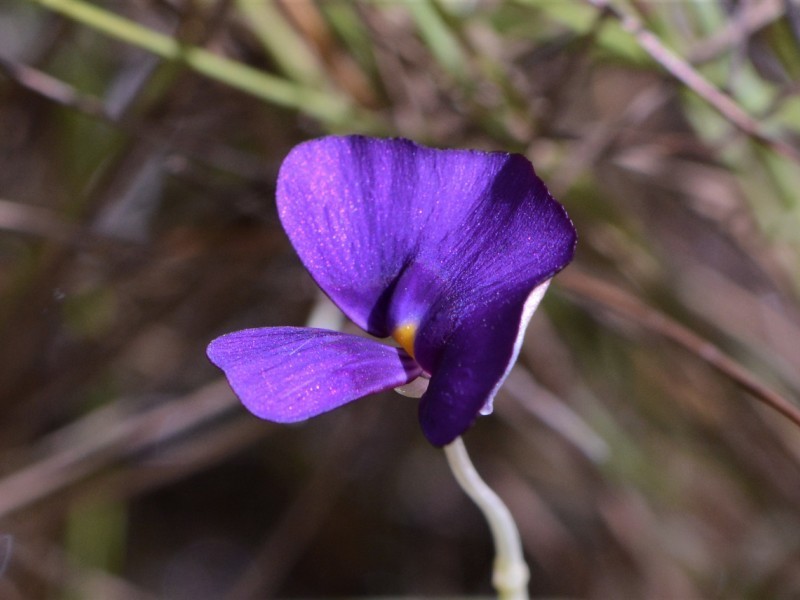 (Utricularia singeriana) - Botanical Realm