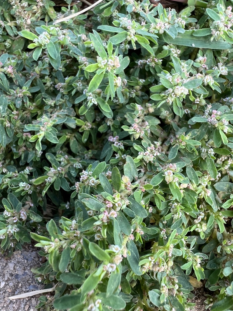 Spotted spurge from Eastern Ave, Baltimore, MD, US on August 30, 2023 ...
