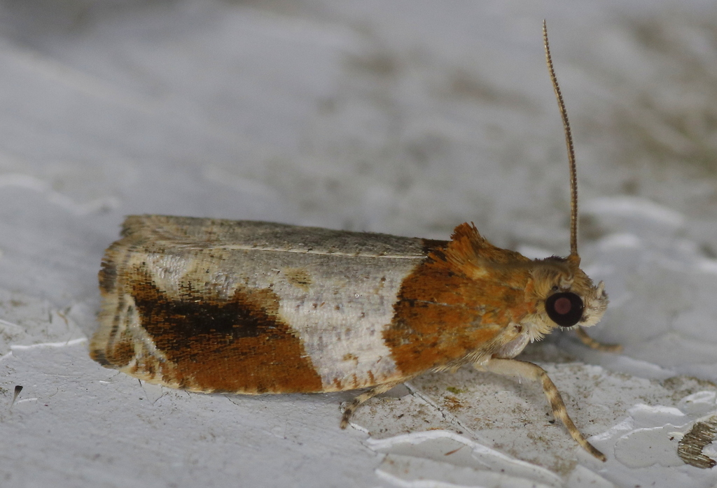 Hydrangea Leaftier Moth from Maison Saint-Augustin on July 1, 2023 at ...