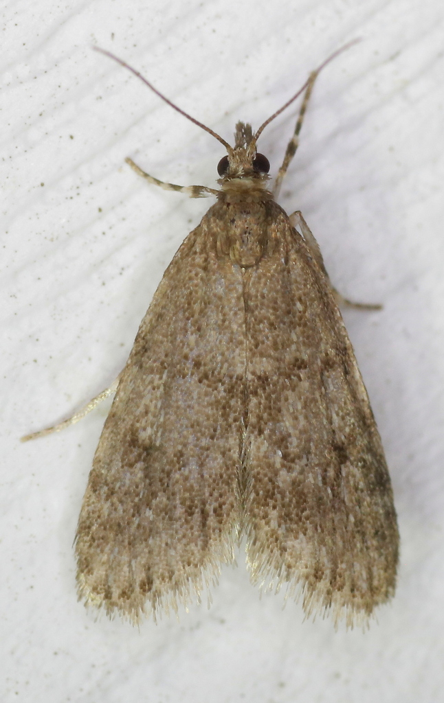 Dark Brown Scoparia Moth from Maison Saint-Augustin on July 1, 2023 at ...