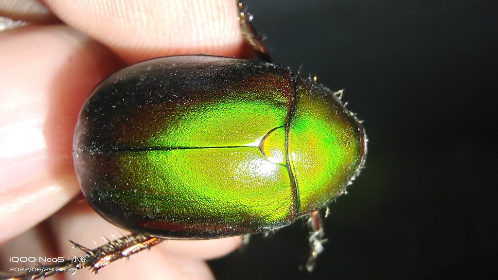 Anomala rubripes in June 2022 by 小游 · iNaturalist