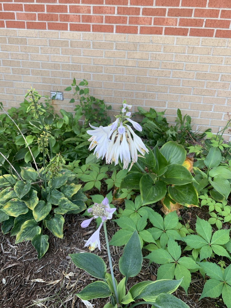 flowering plants from Cape Girardeau, MO, US on August 30, 2023 at 08: ...