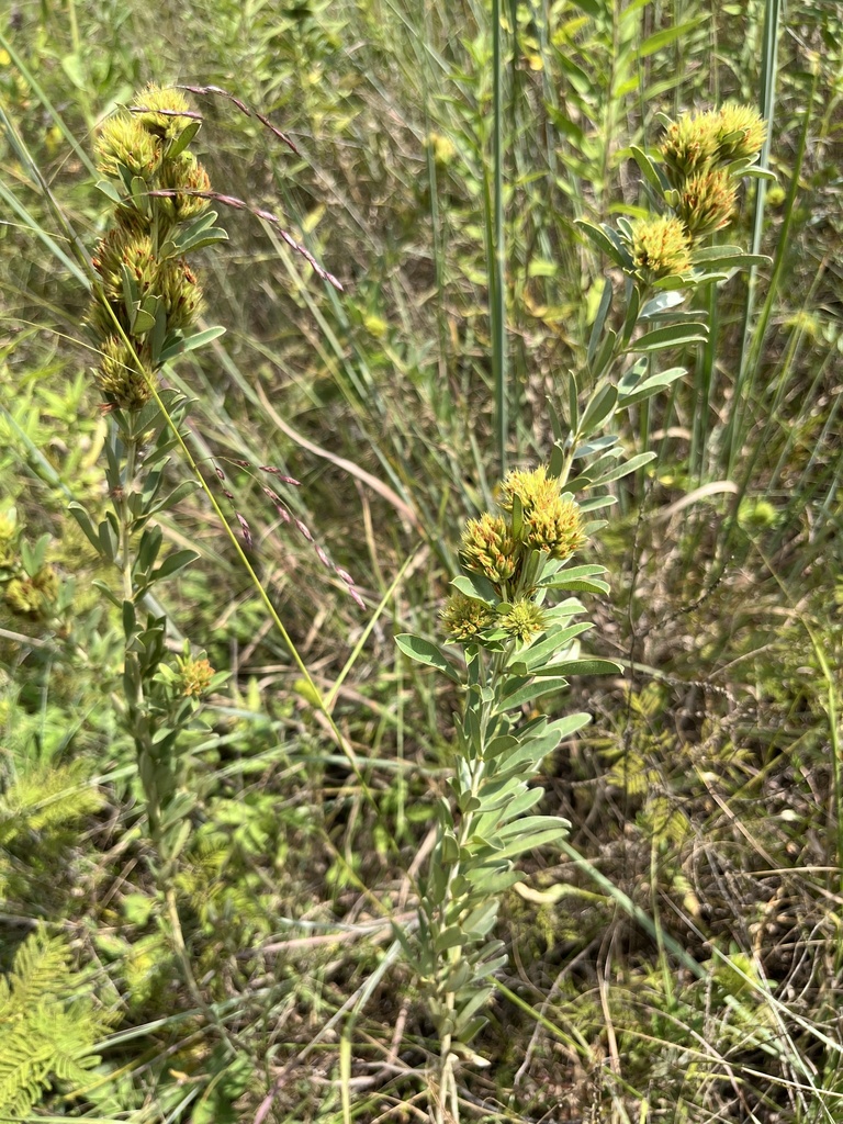 round-headed bush clover from Johnson County, KS, USA on August 28 ...