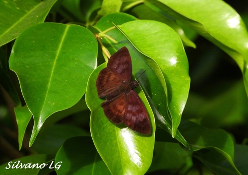 Subspecies Tolius tolimus tolimus · iNaturalist