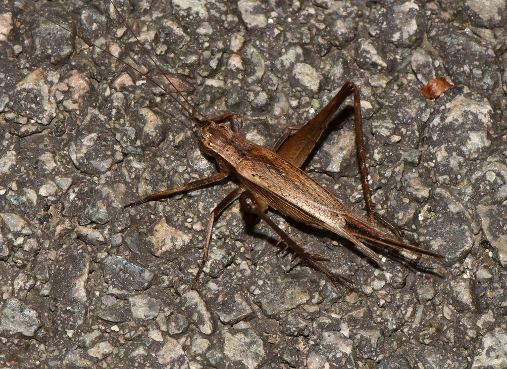 Japanese Pine Cricket from 中国广东省深圳市龙岗区 on August 23, 2023 at 10:13 PM ...