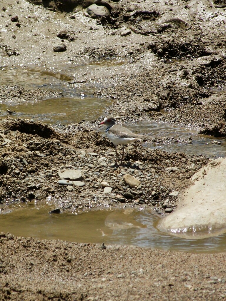 African Three-banded Plover from Guqa, South Africa on October 29, 2016 ...