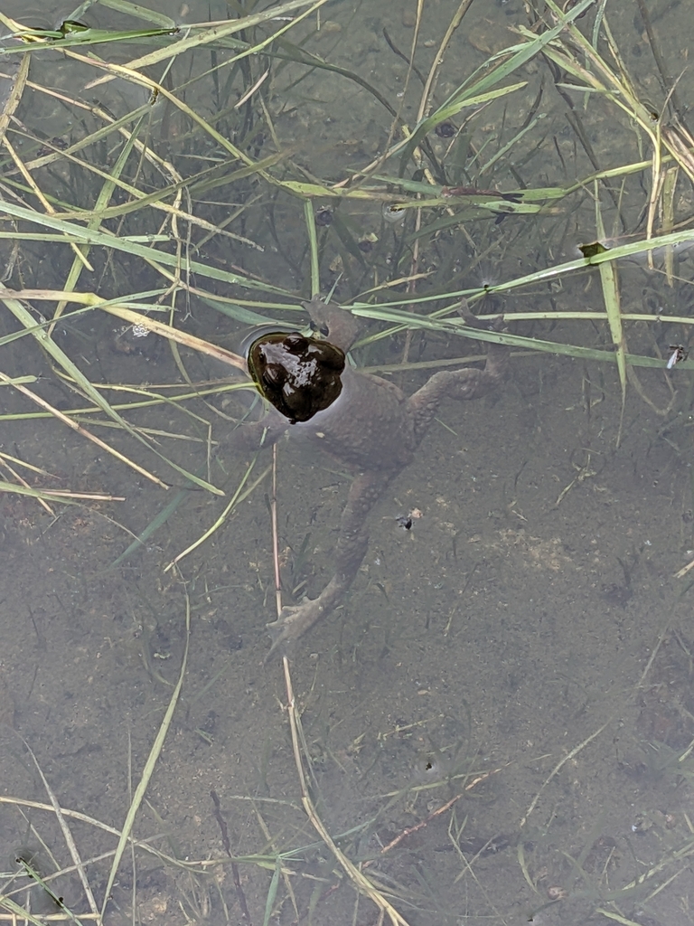 Taiwan Common Toad in August 2023 by noelle. seen in the ponds at ...