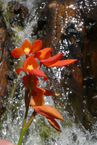 Disa cardinalis · NaturaLista Colombia