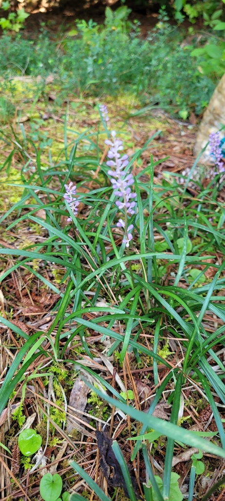 Dwarf Lily-turf in August 2023 by Sherry · iNaturalist