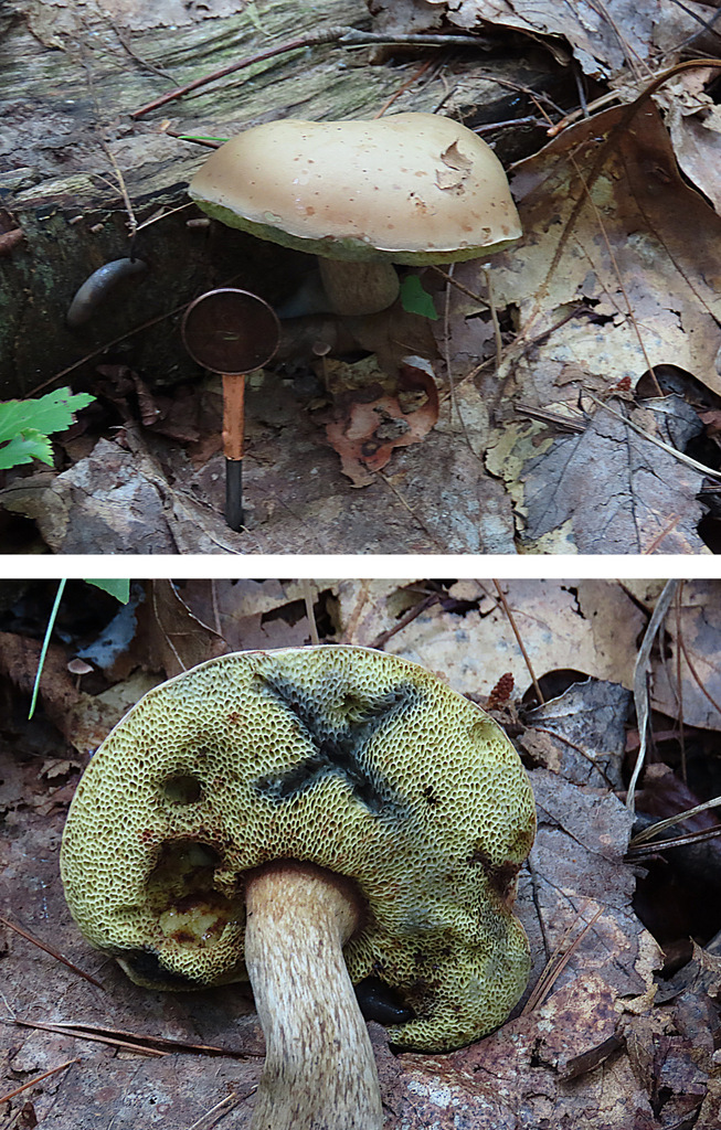 pallid bolete from Dauphin County, PA, USA on August 28, 2023 at 01:36 ...