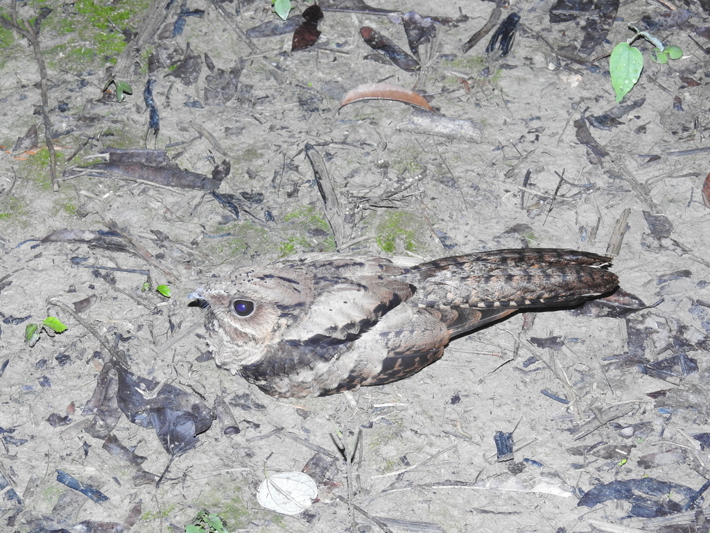 Common Pauraque from Manu, Perú on November 18, 2018 at 08:34 PM by ...