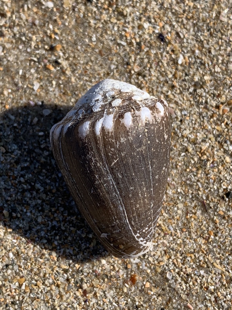 Coronated Cone from Yuraygir National Park, Yuraygir, NSW, AU on August ...