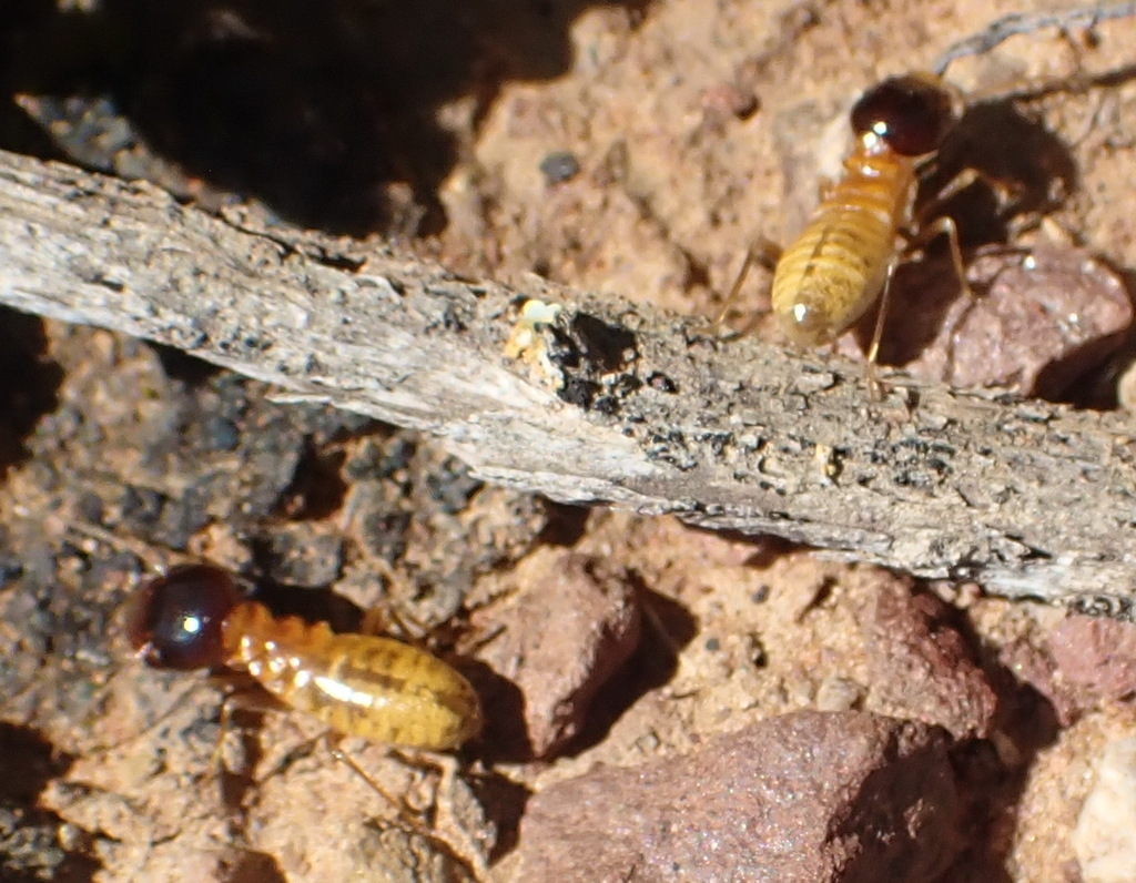 Southern Harvester Termite from Rietvalley 76, Portion 161, Garden ...