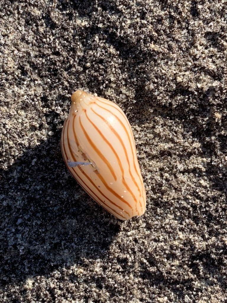 Zebra Volute from Yuraygir National Park, Yuraygir, NSW, AU on August ...
