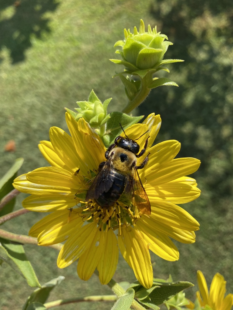Virginia Carpenter Bee from Vaiden Ridge Dr S, Hernando, MS, US on ...