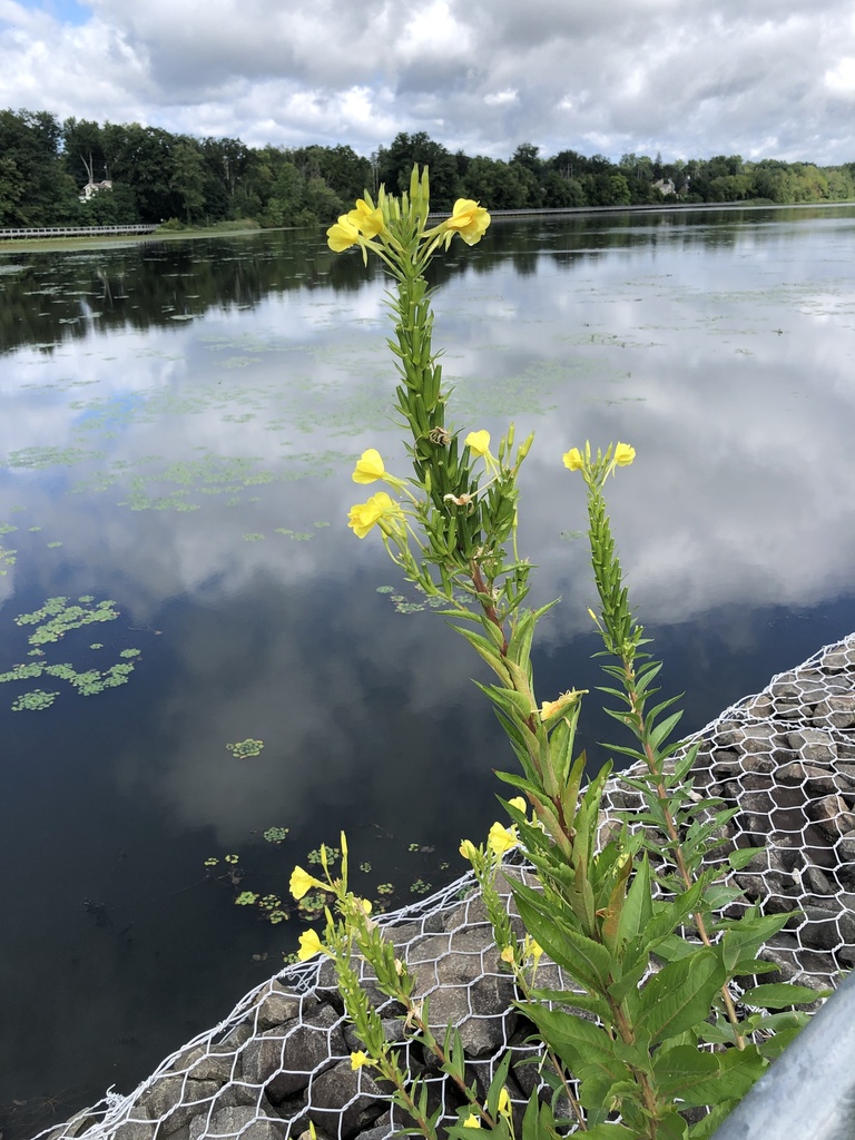 evening primroses, sundrops, and beeblossoms from Congers Lake, Congers ...