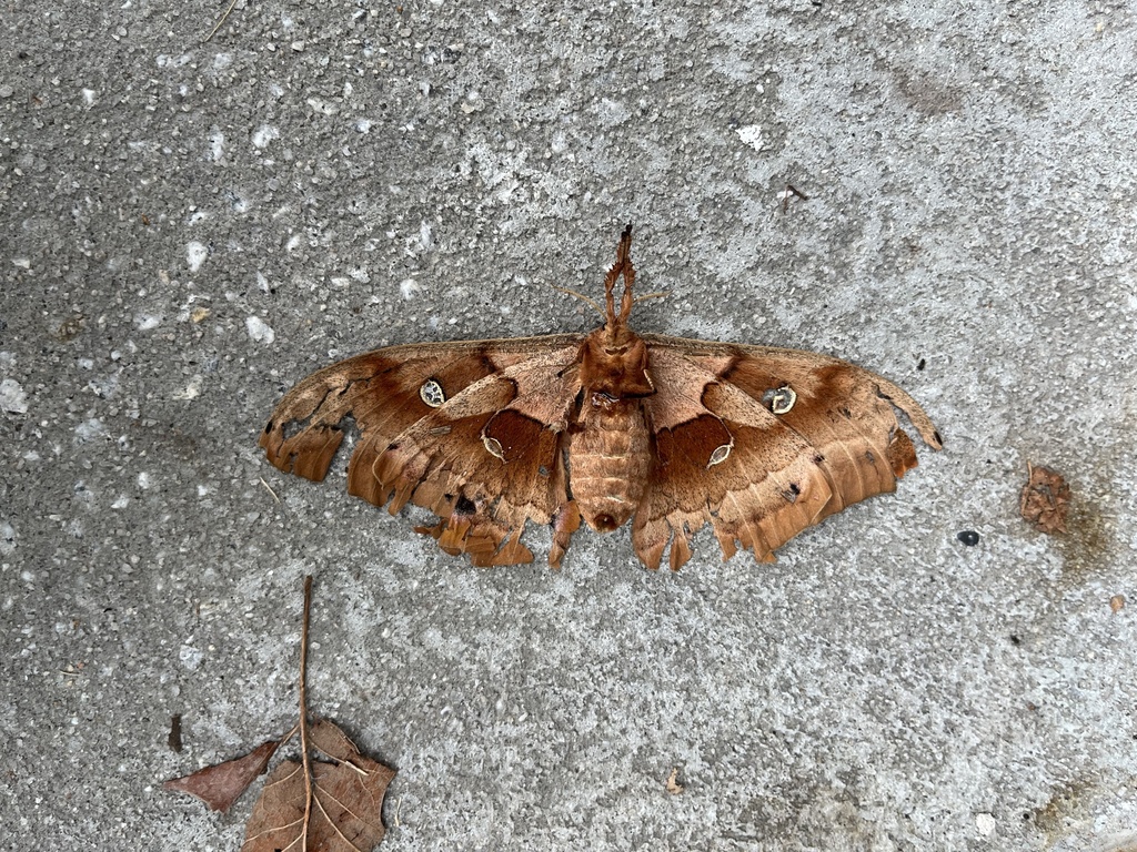 Polyphemus Moth from Georgia Institute of Technology, Atlanta, GA, US ...