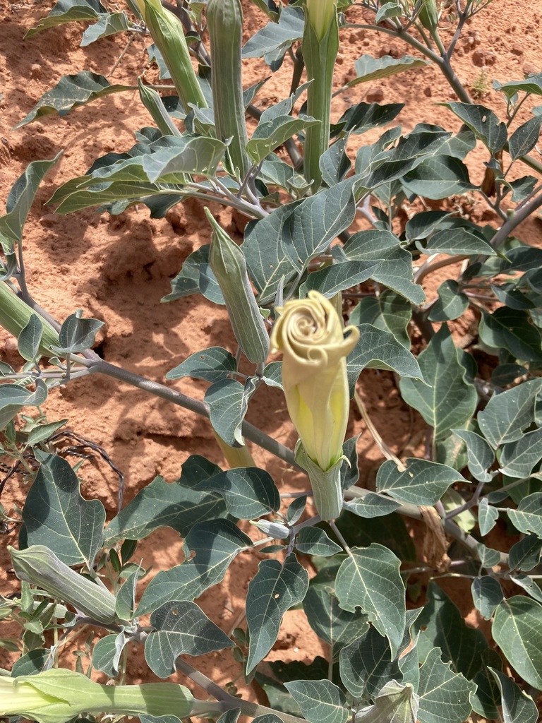 Sacred Datura from Coconino County, AZ, USA on August 4, 2023 at 02:33 ...