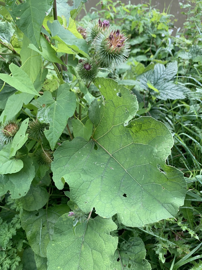 greater burdock from Couling Close, Kidlington, England, GB on August ...