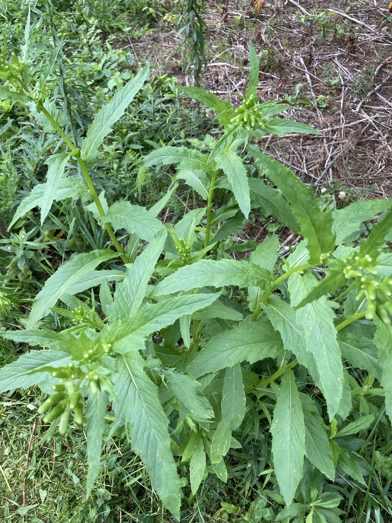 American burnweed from Addison New Carlisle Rd, New Carlisle, OH, US on ...
