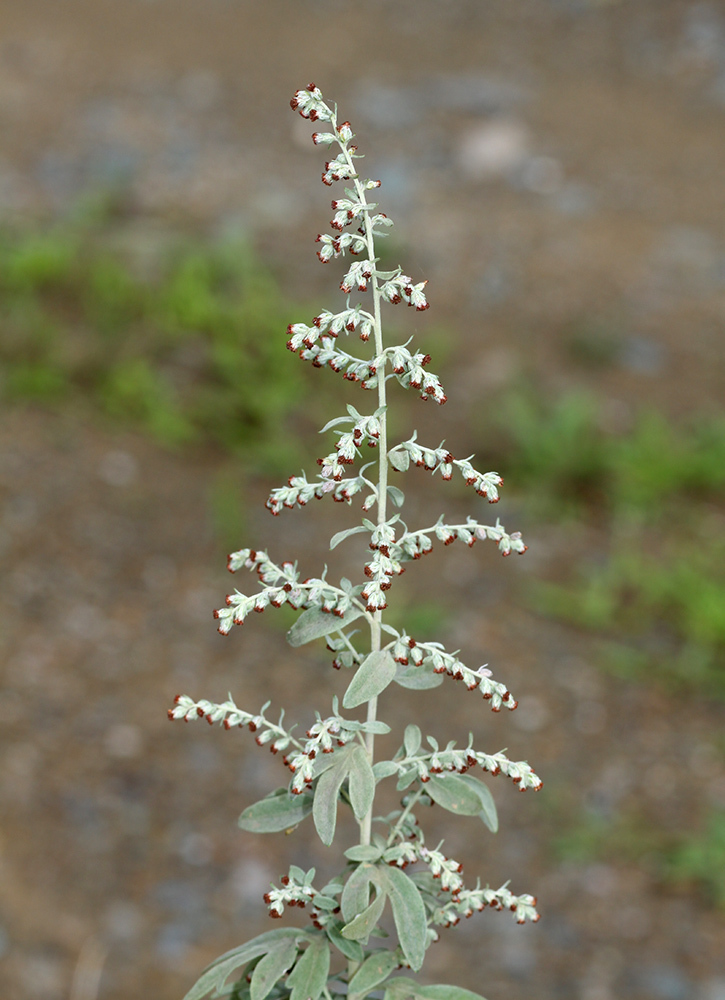 Artemisia Argyi Common Mugwort – Kahikatea Farm Certified Organic